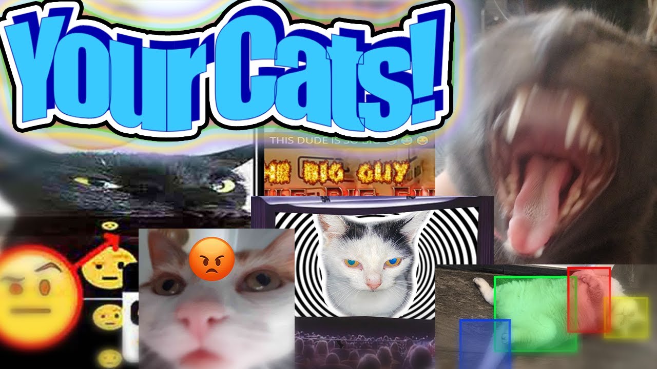I Turned My Viewers Cats Into Memes - YouTube
