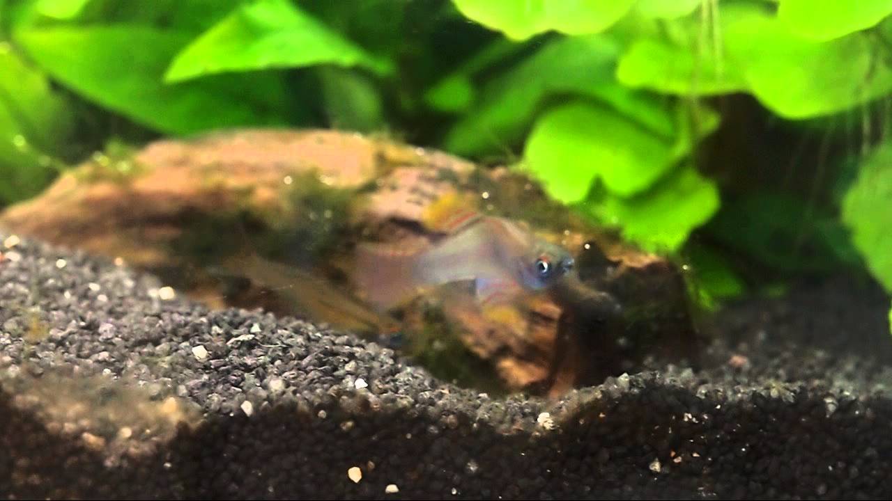 Procatopus spawning - YouTube