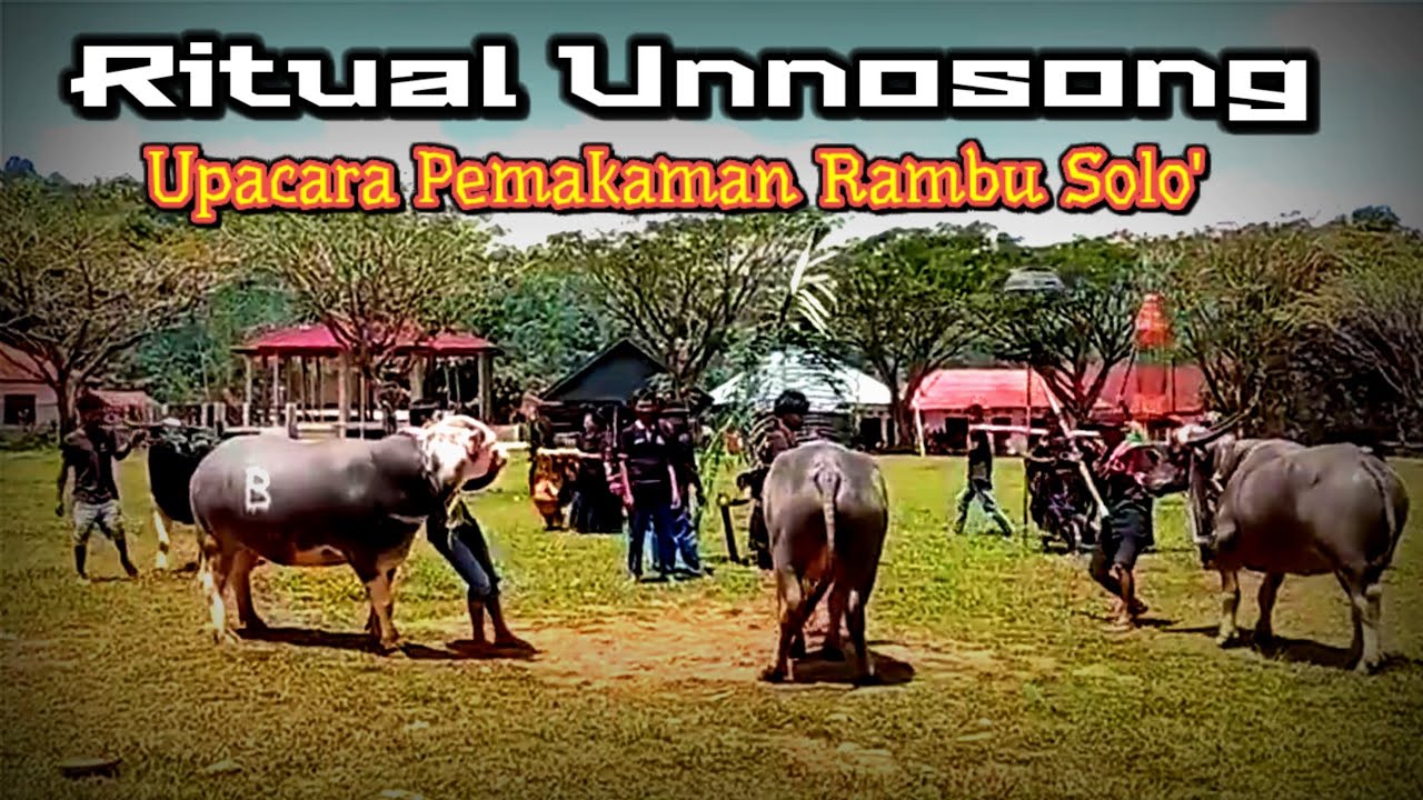 Unnosong ritual aluk todolo dalam upacara pemakaman rambu solo' suku ...