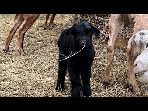 Checking on the goats #goat#goatfarming - YouTube