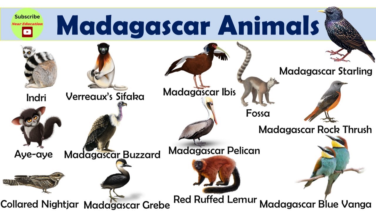 Madagascar Animals Names in English with Pictures | Madagascar Animals ...