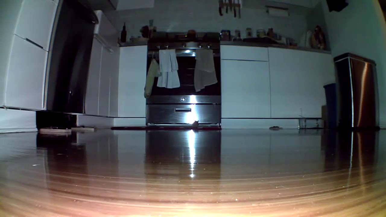 Rat Cam 23 - YouTube