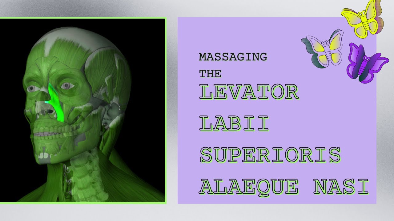 Massaging the Levator Labii Superioris Alaeque Nasi - YouTube