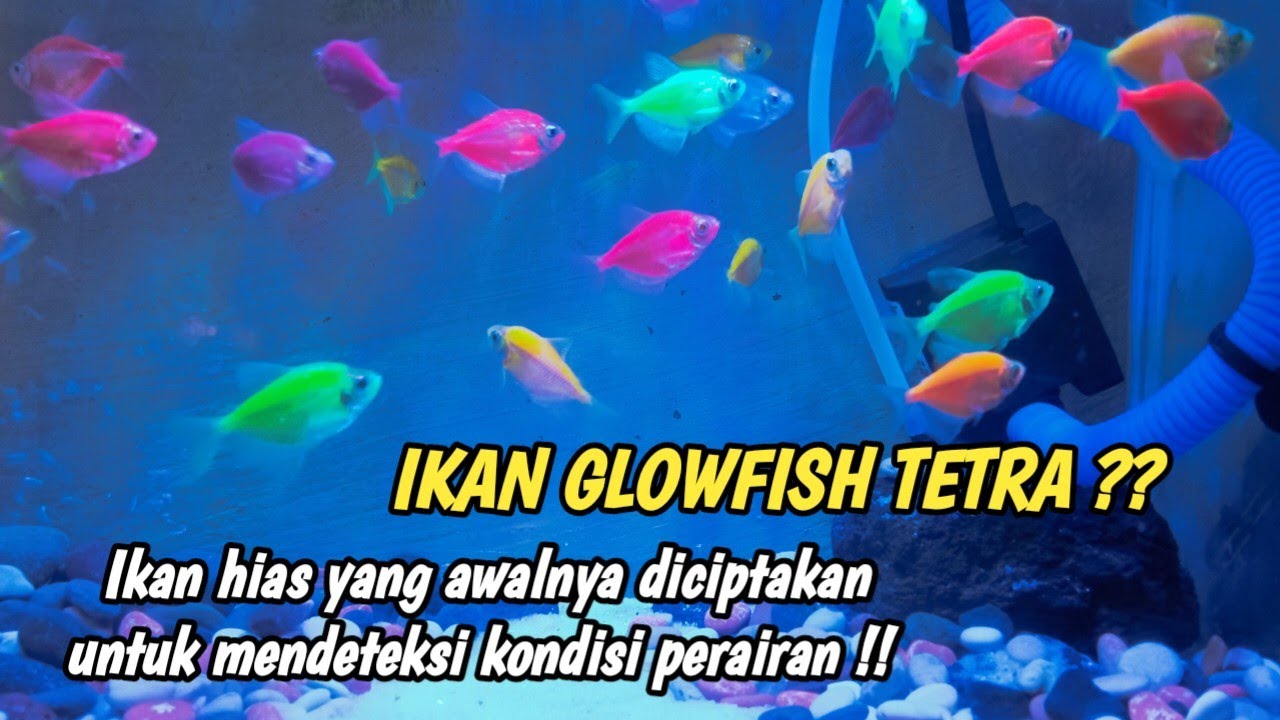 Glowfish Tetra ikan yang diciptakan untuk mendeteksi kondisi air dengan warnanya yang cantik ...