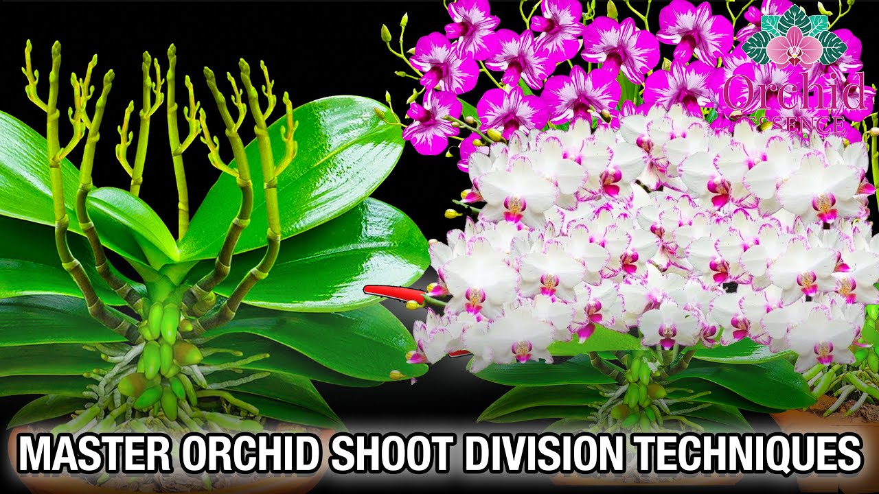 Master the Technique of Separating Orchid Shoots for Healthier Growth ...