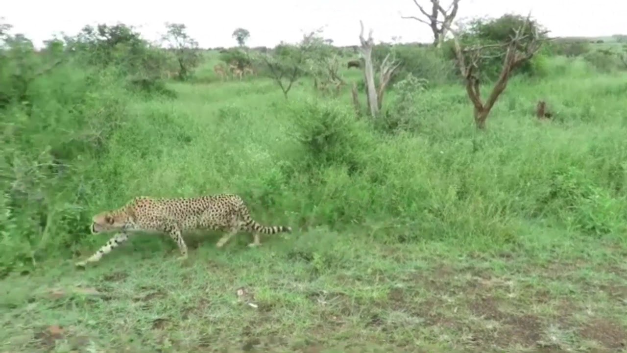 Cheetah Hunting Down A Deer In The Wilderness - YouTube