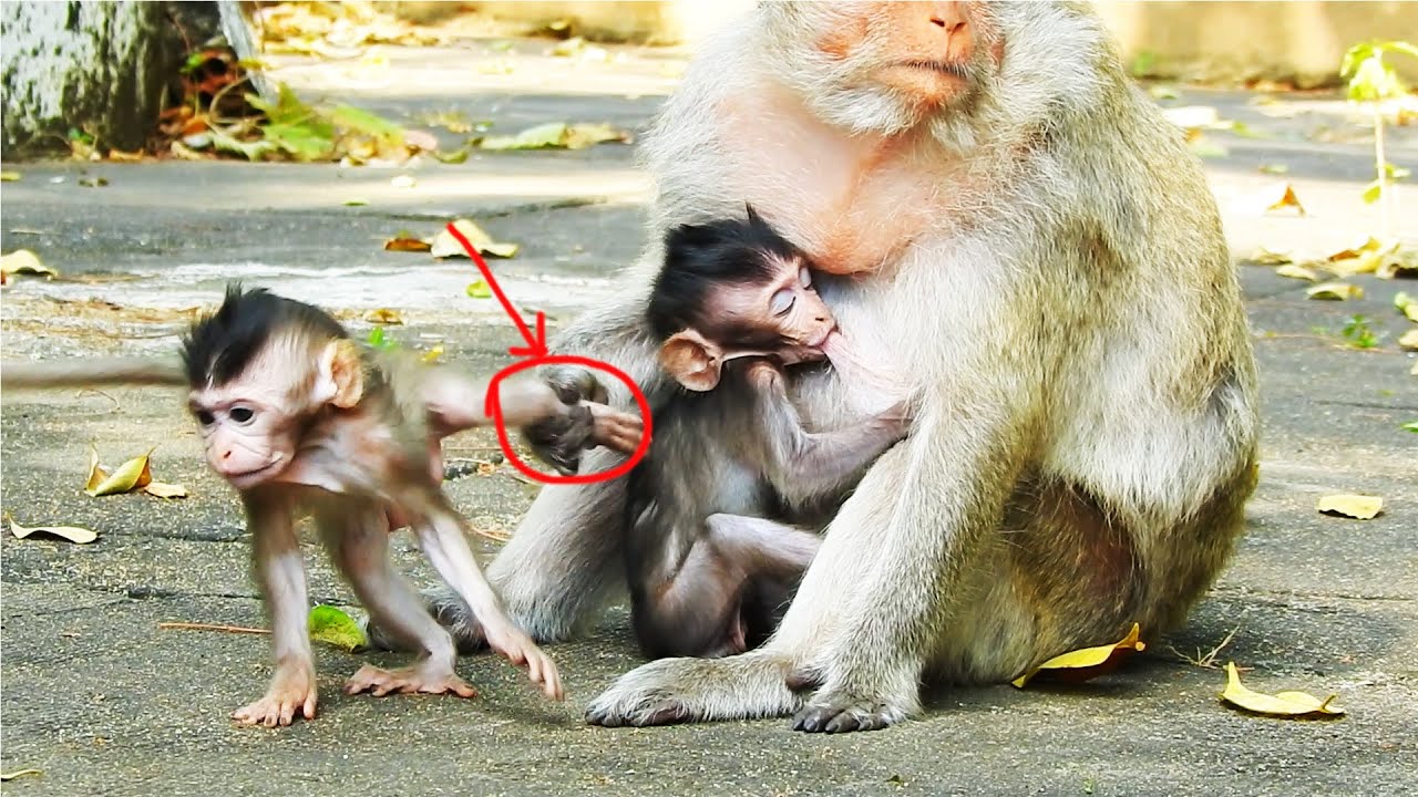 Really funny, cute baby monkey EMILY was caught by RANA not to run to ...