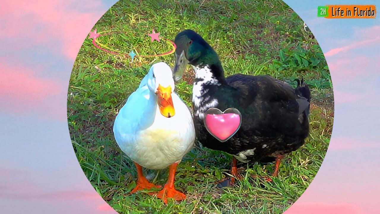 Duck Sounds: Gentlemanly Swedish Ducks Love Pekin Ducks ️🦆Ducks ...