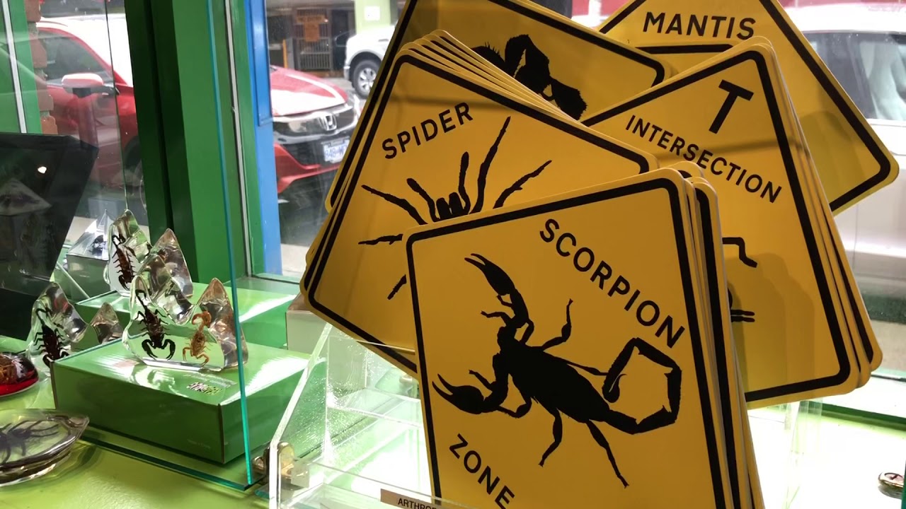 Welcome to the Victoria Bug Zoo - YouTube