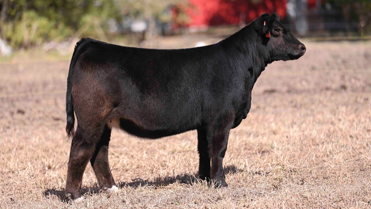 CE Cattle: Tag 8 - YouTube