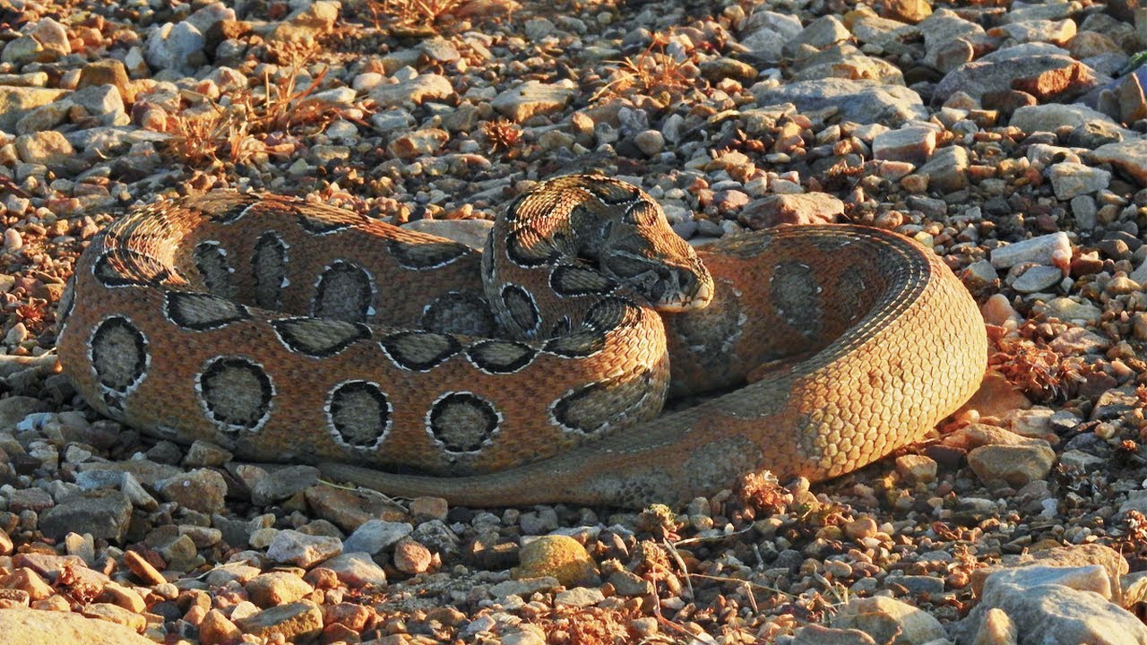 Russell Viper: The Deadly Asian Serpent - YouTube