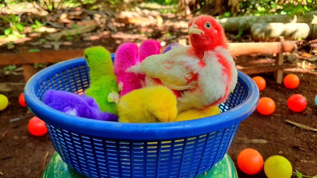 Catching chickens,cute chickens, rainbow chickens,colorful chickens ...