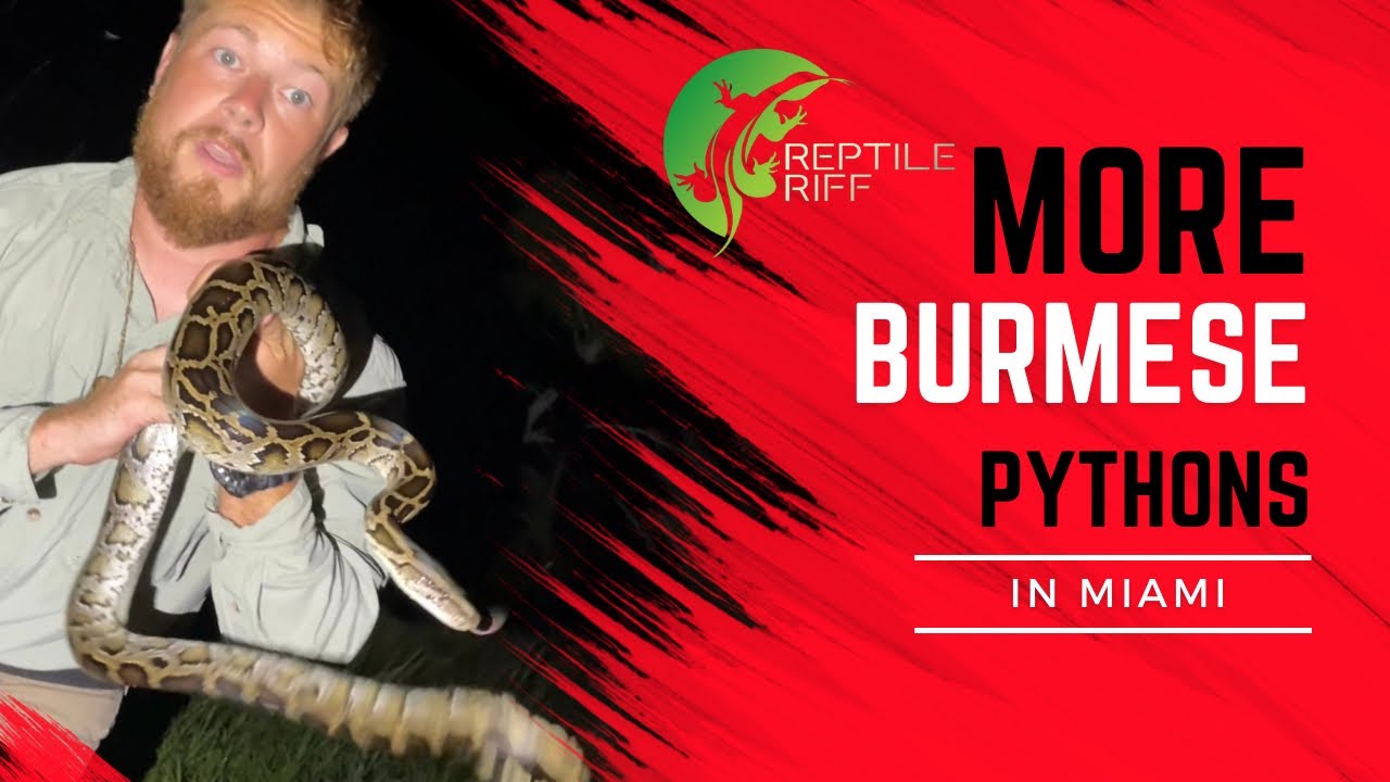 MORE BURMESE PYTHONS IN MIAMI - YouTube