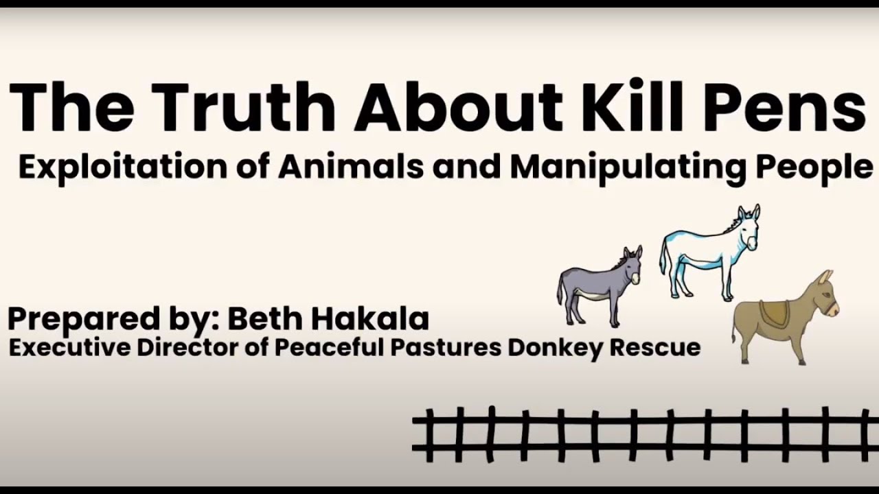 The Truth About Kill Pens: Exploitation of Donkeys and Manipulation of ...