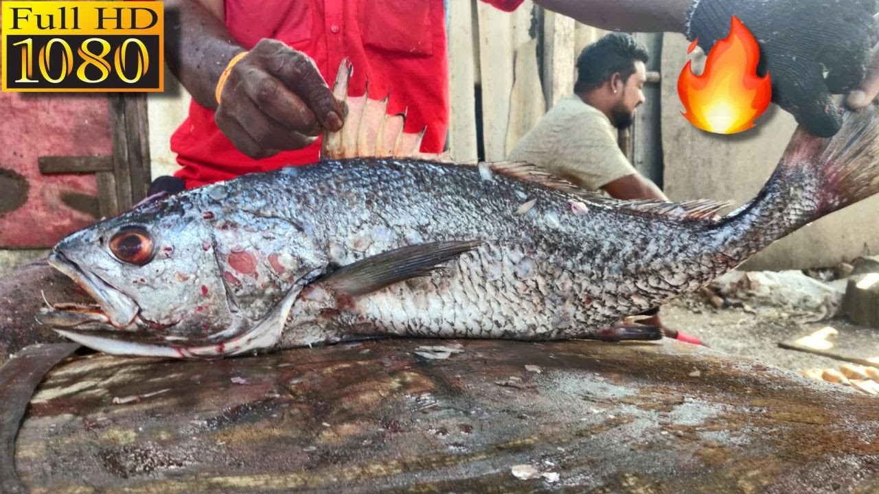 SPEED CUTTING KASIMEDU💥| CHINESE BAHABA FISH CUTTING🐟 | FISH CUTTING ...