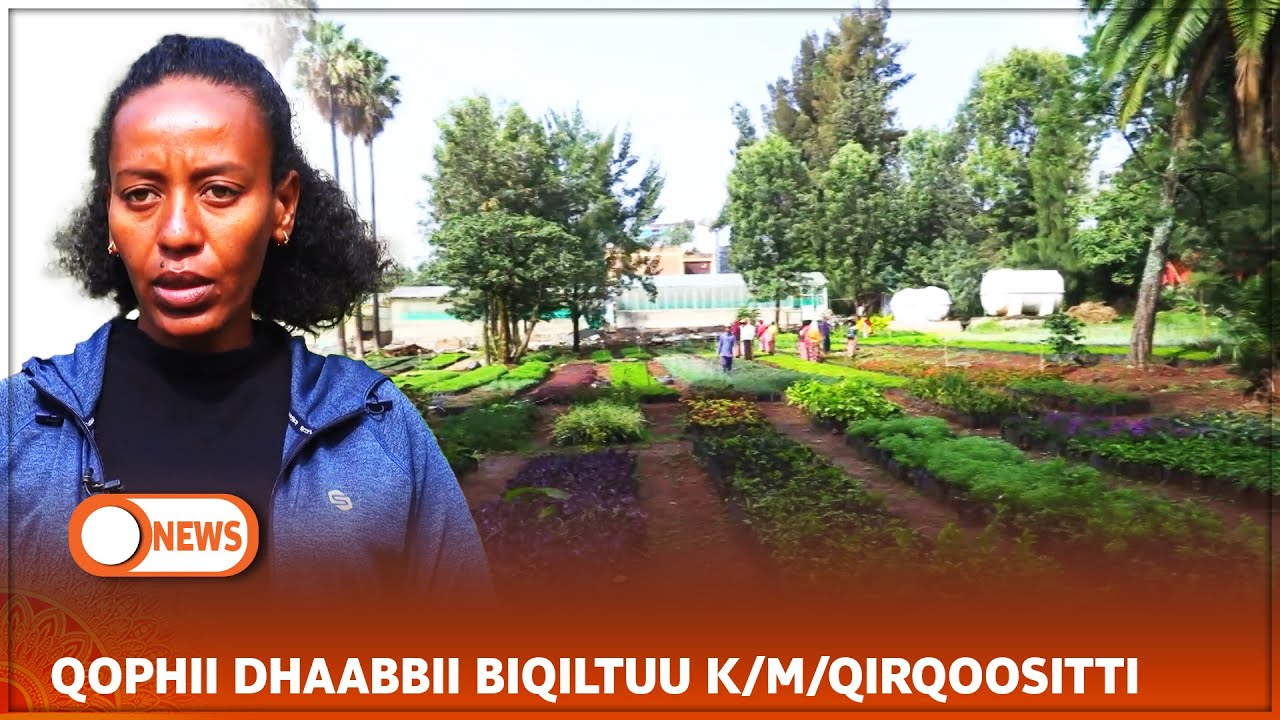 QOPHII DHAABBII BIQILTUU K/M/QIRQOOSITTI - YouTube