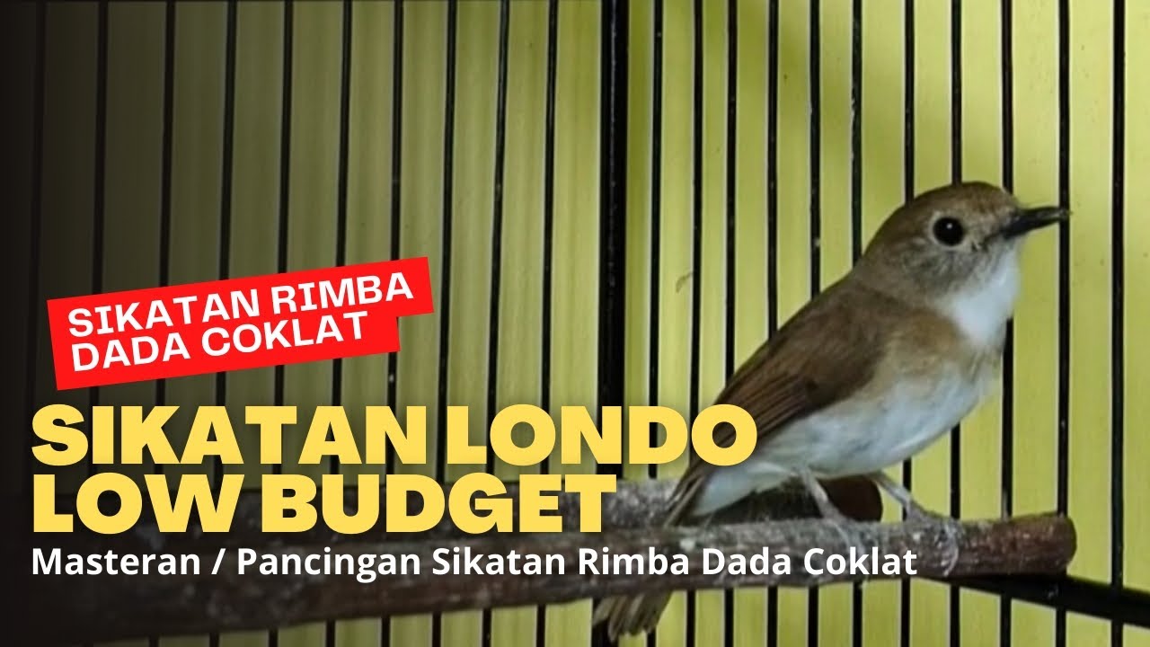 GACOR!! INILAH KW SUPERNYA BURUNG SULTAN SIKATAN LONDO - YouTube