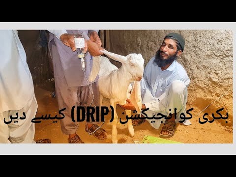 How To Give IV Fluid to Goats - YouTube