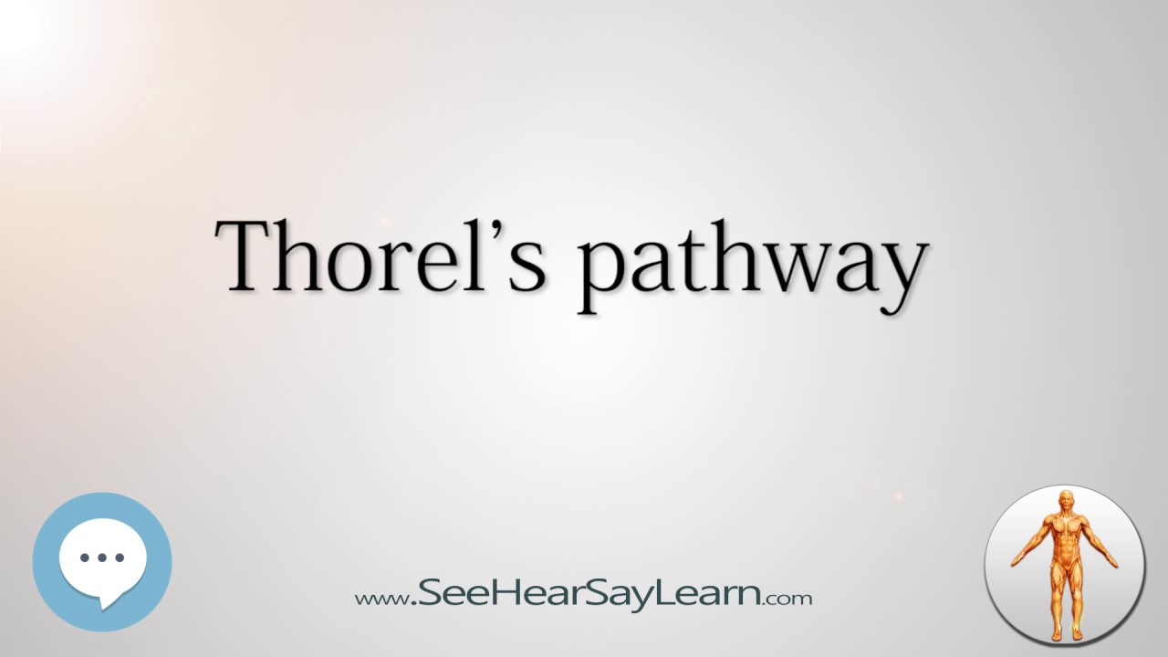 Thorel's pathway Anatomy Named After People 🔊 - YouTube