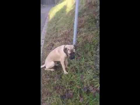 Buddy Cane Corso Bellen beibringen teach barking italian mastiff part 2 ...