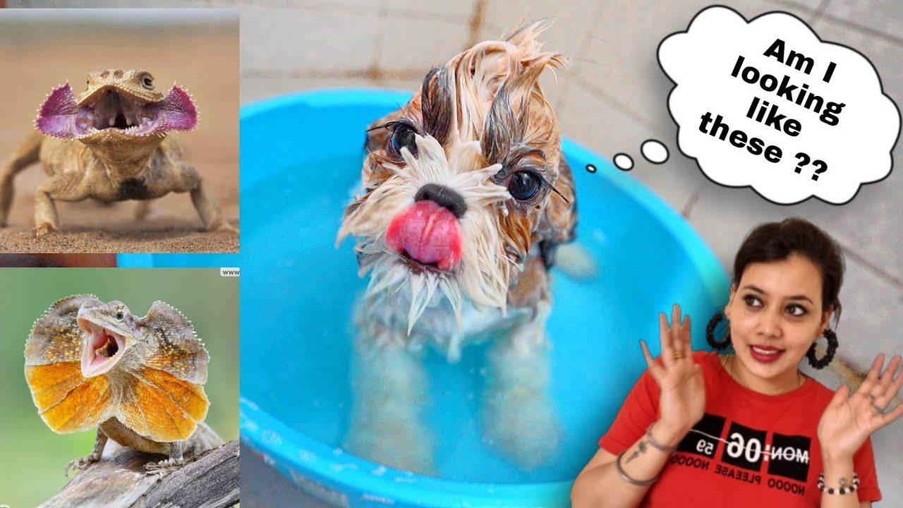 The DRAGON LIZARD DOG / Funny Dog Video / Shih-Tzu Cute Video. - YouTube