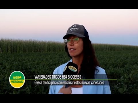 Bioceres presentó sus sojas -en especial la Enlist-Conkesta-STS- y ...