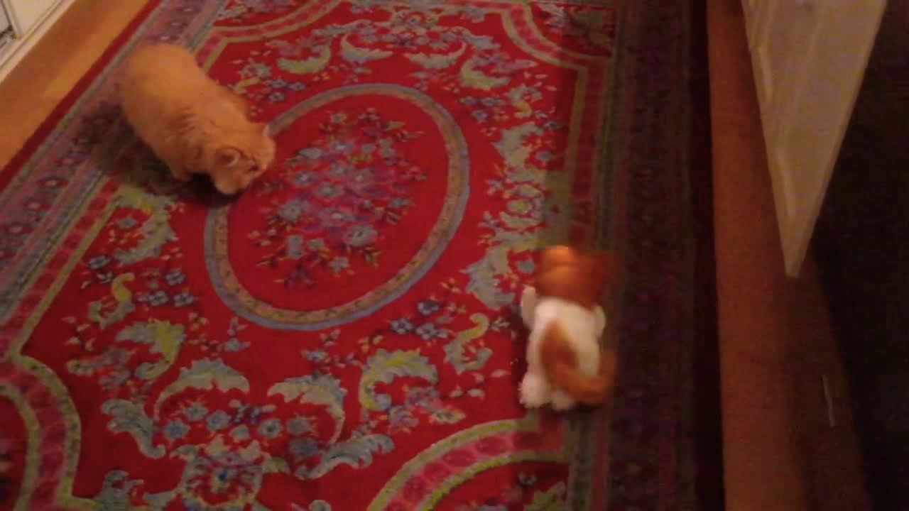 Cats - Coal and the laughing toy - YouTube