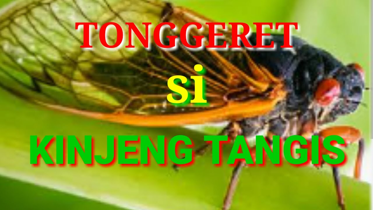 Berburu Suara Tonggeret || Kinjeng Tangis || Garengpus - YouTube