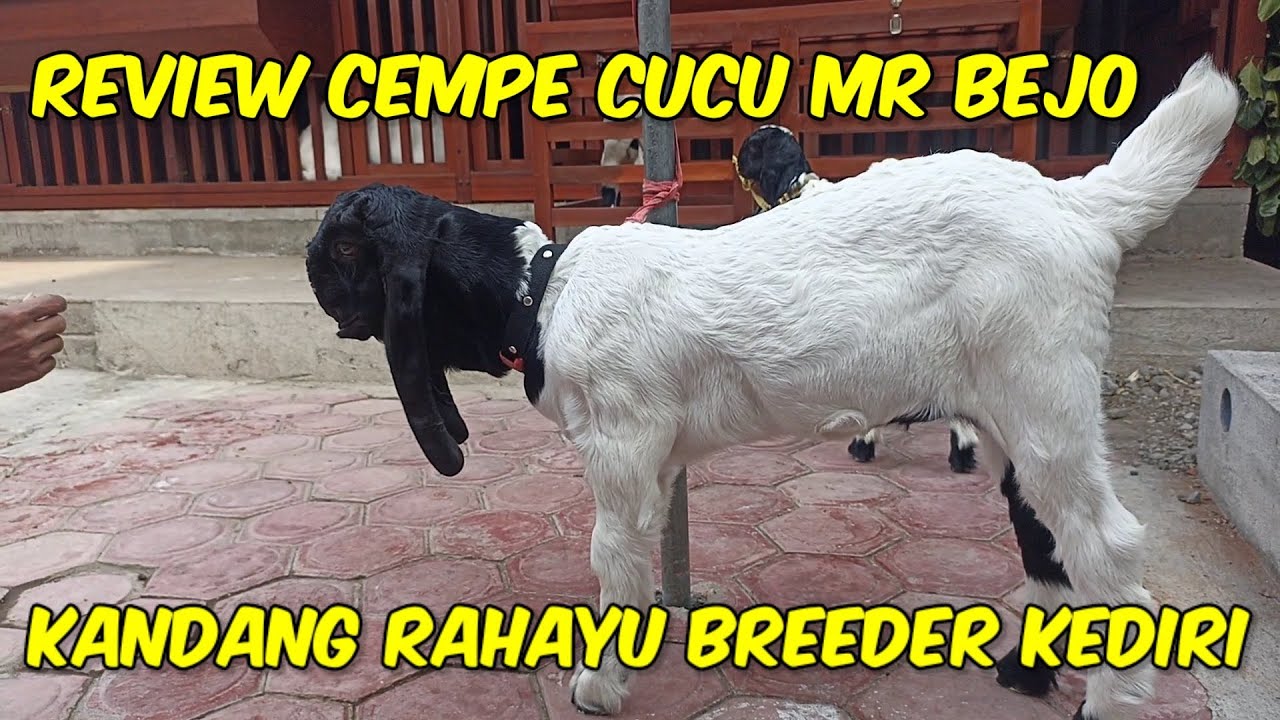 Review Cempe Cucu Mr Bejo di Kandang Rahayu Breeder Kediri | Sahabat ...