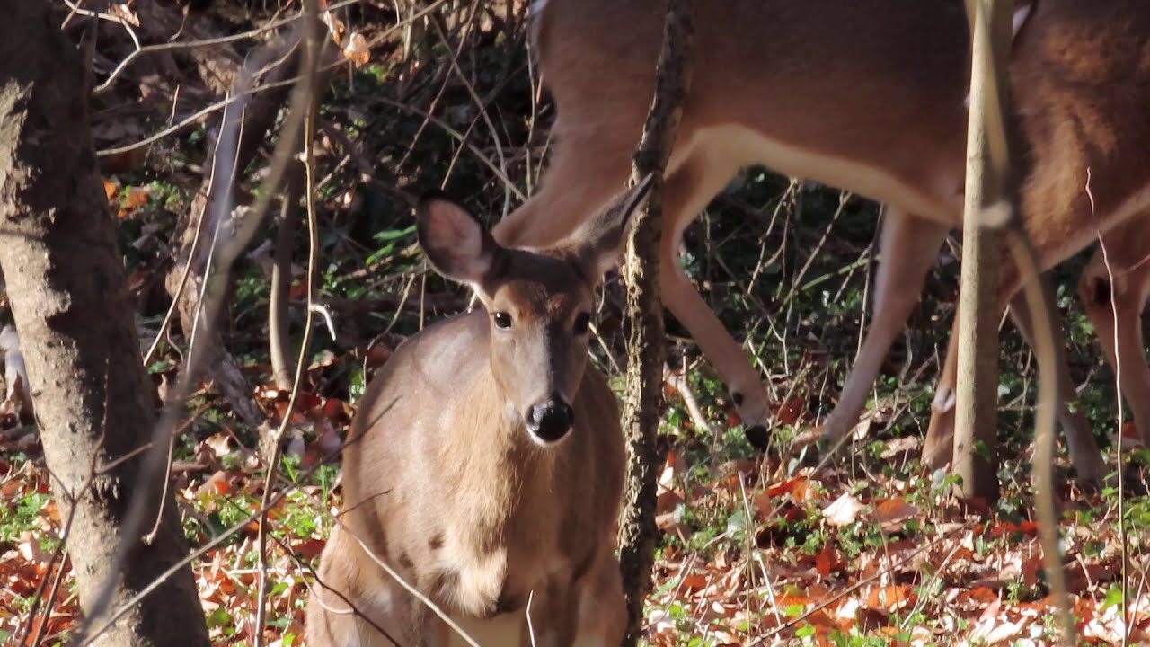 Deer frolic at Pony Pasture 1/24/2021 - YouTube