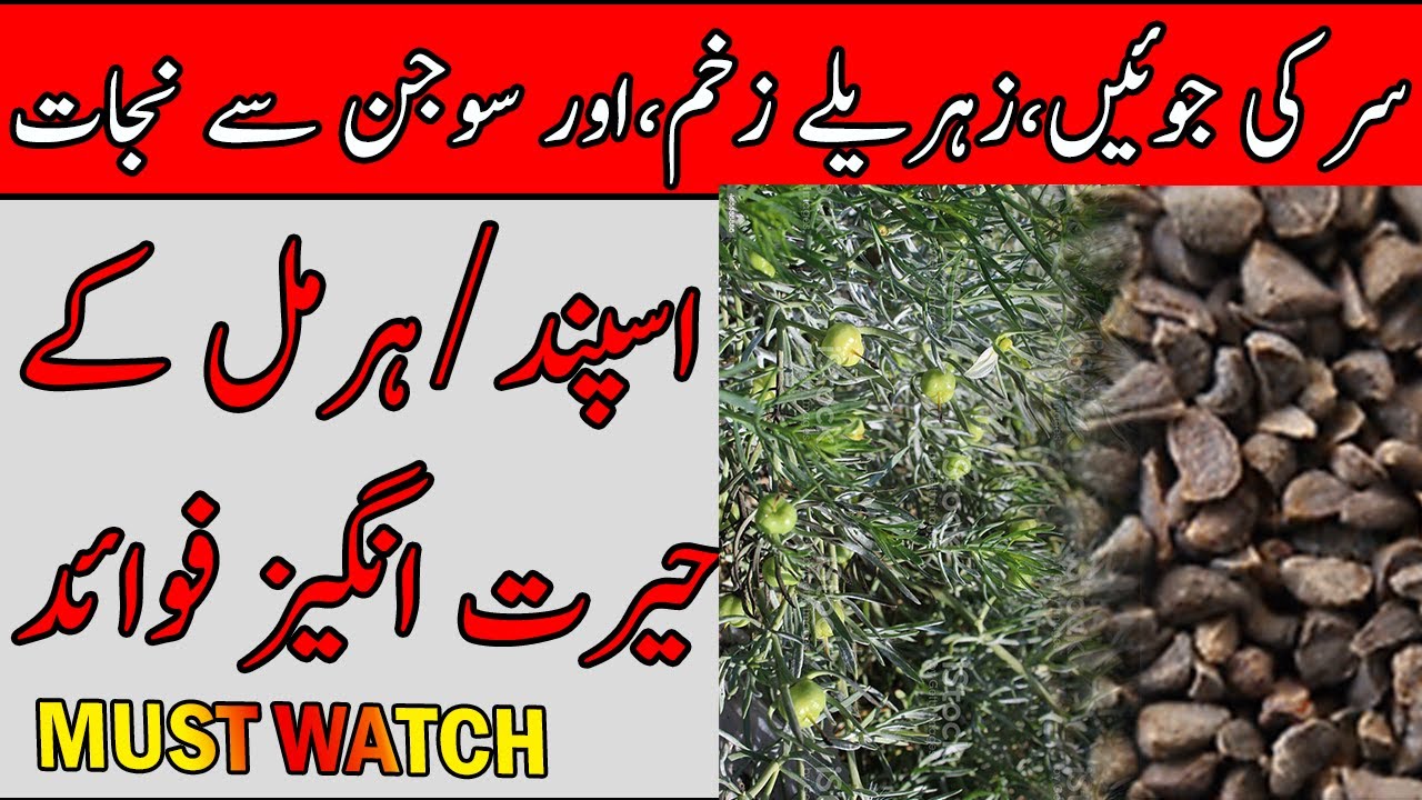 Harmal/Aspand Benefits | Urdu/Hindi | Dar ul Hikmat Urdu | DUH - YouTube