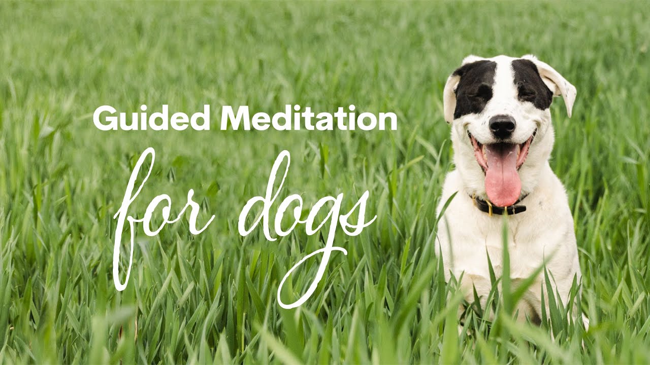 Guided Meditation For Dogs - YouTube