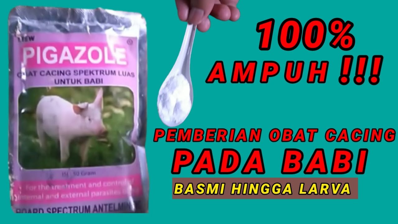 pemberian obat cacing buat babi @perternakbabi - YouTube