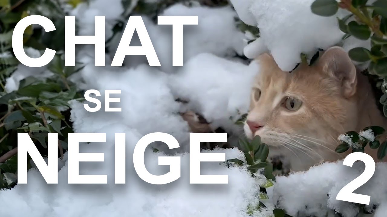 CHAT SE NEIGE 2 - YouTube