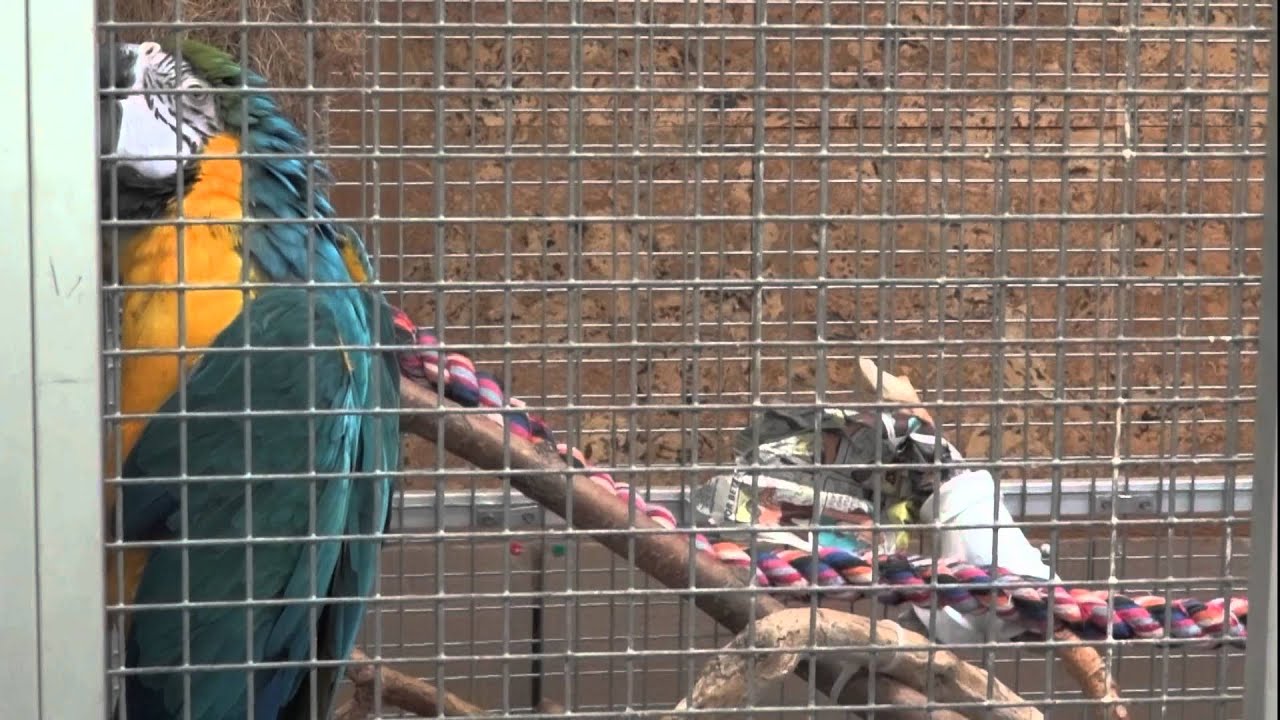 A Day In The Life At Connecticut's Beardsley Zoo - YouTube