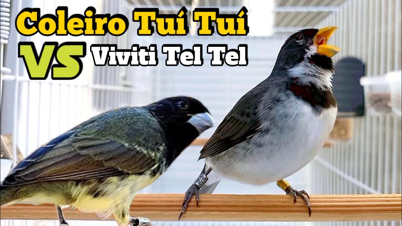 Coleiro tuí tuí Vs Papa capim viviti tel tel canto sil sil Esquenta coleiro tui tui - YouTube