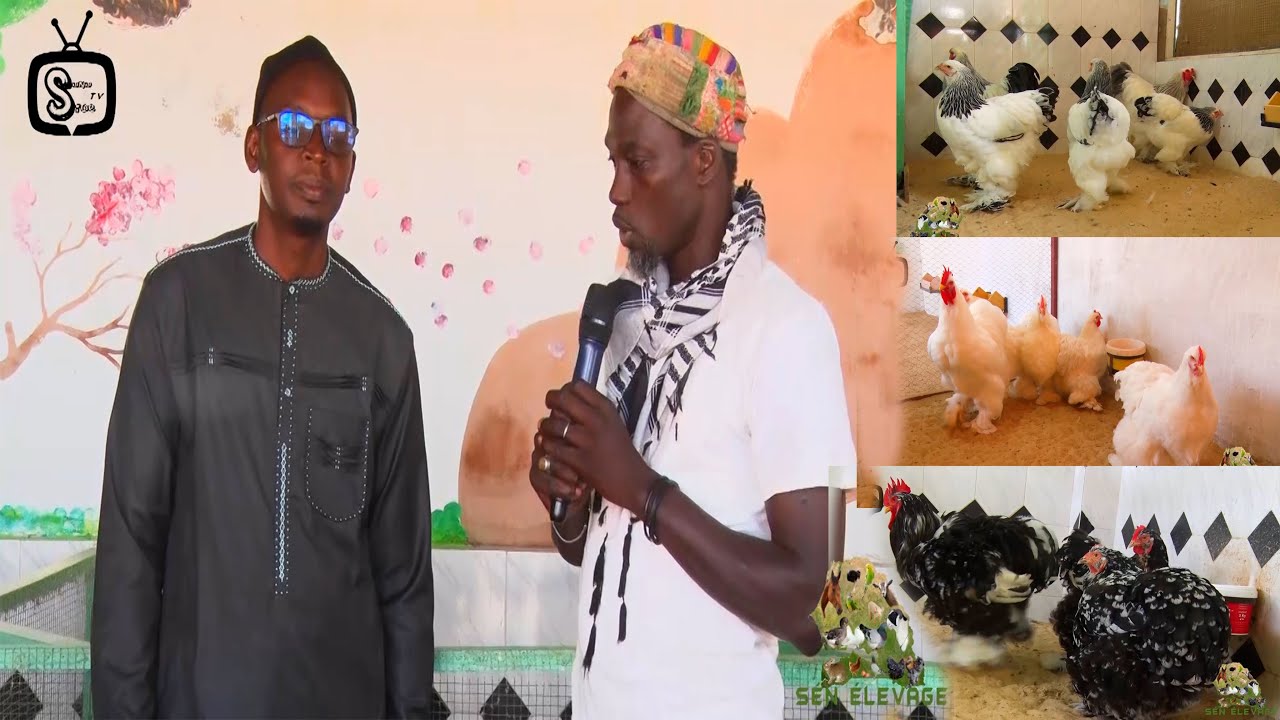 Sén Elevage avec Champion Habib Fall Khelcom Elevage 775560288 - YouTube