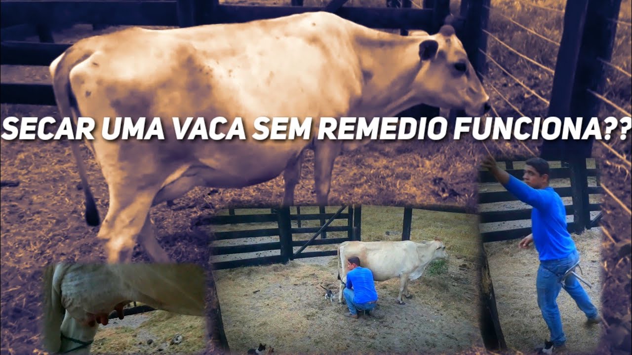 Como secar uma vaca sem nenhum medicamento ,será que funciona ?? - YouTube