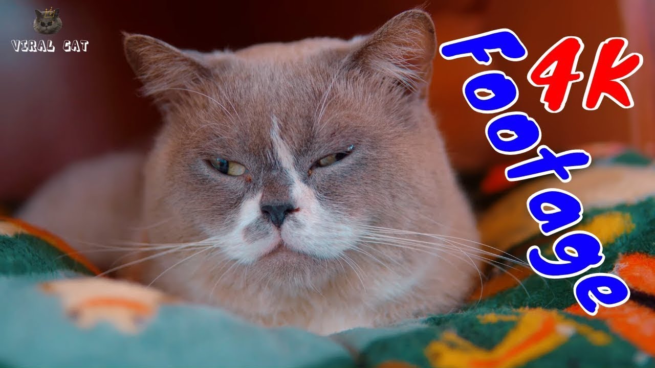 Animal Footage - Cats and Kittens Beautiful Scenes | Viral Cat - YouTube