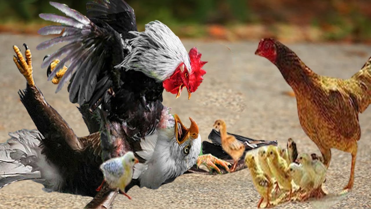 Hawk Is Beaten By Chicken Family Tattered When It Is About To Eat The ...