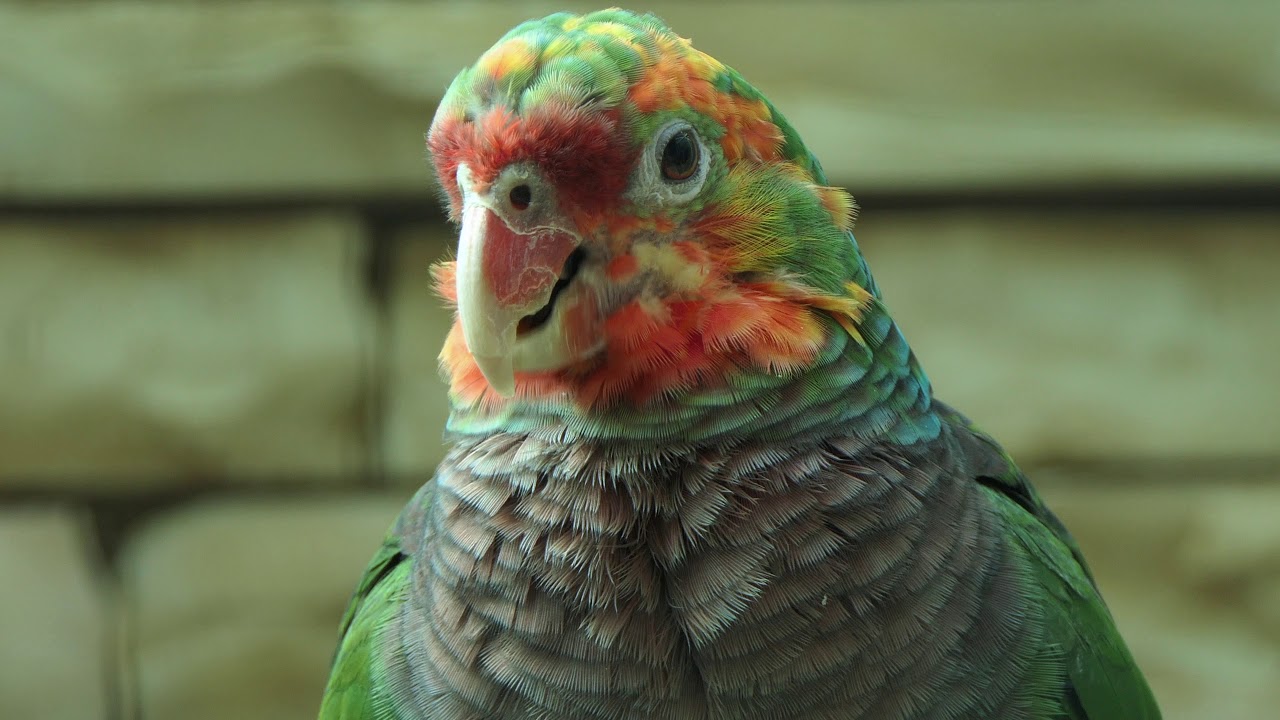 Vinaceous Parrot - YouTube