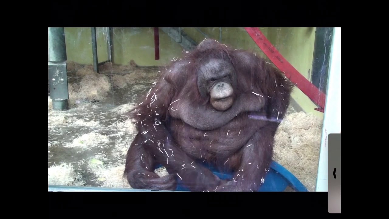 MONKE FALL - YouTube