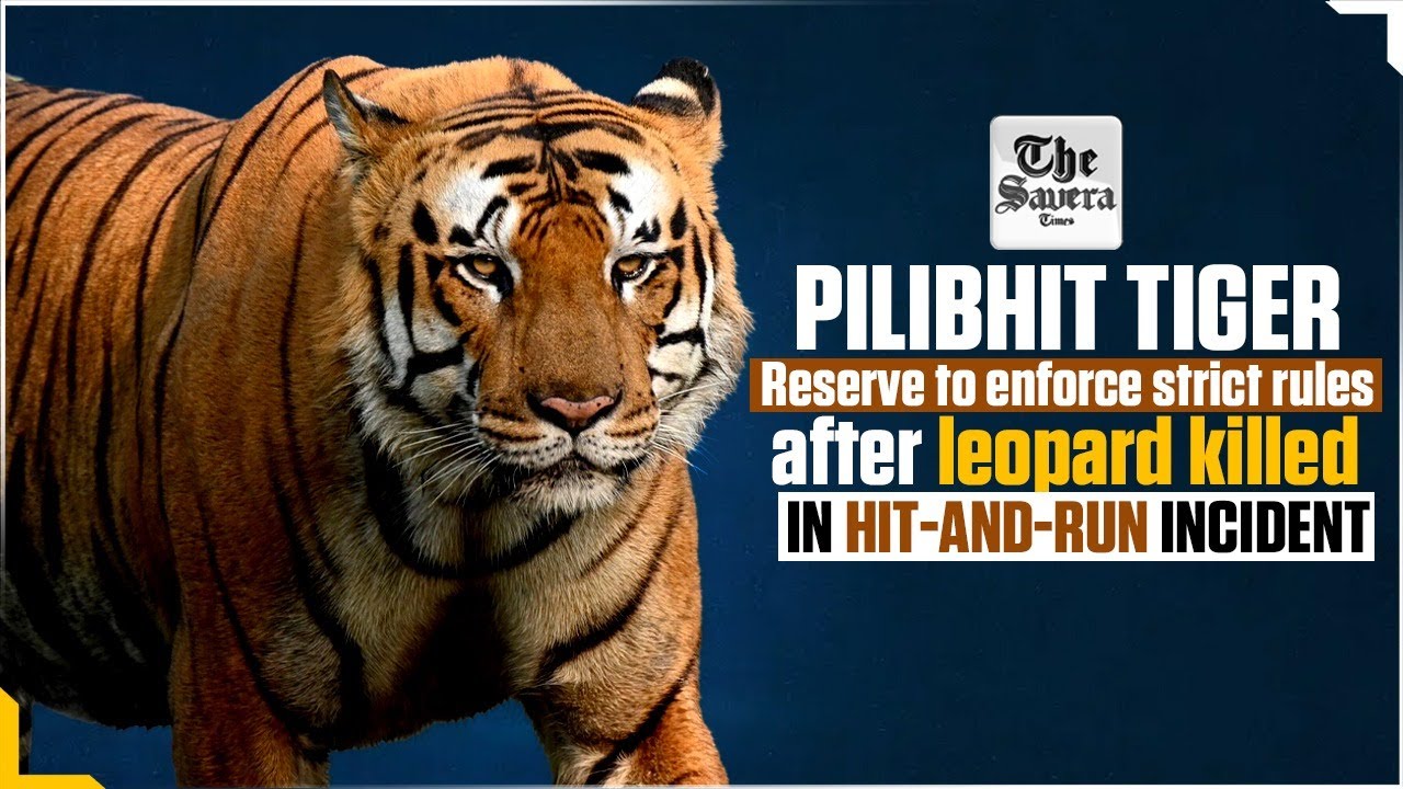 Pilibhit Tiger Reserve to enforce strict rules after leopard killed in ...