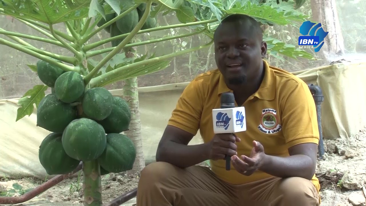 Sauti Ya vijana Kilimo cha matango - YouTube