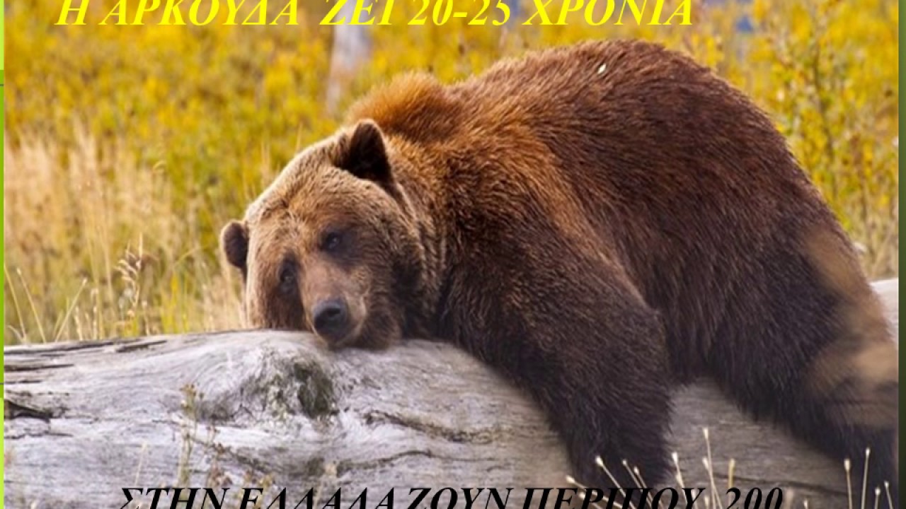 ΖΩΙΚΟ ΒΑΣΙΛΕΙΟ - YouTube