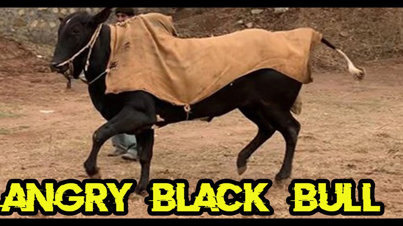 Black Dhanni / Fatehjangi Bull of Azmat Khan Bhai || Qurbani 2018 ...