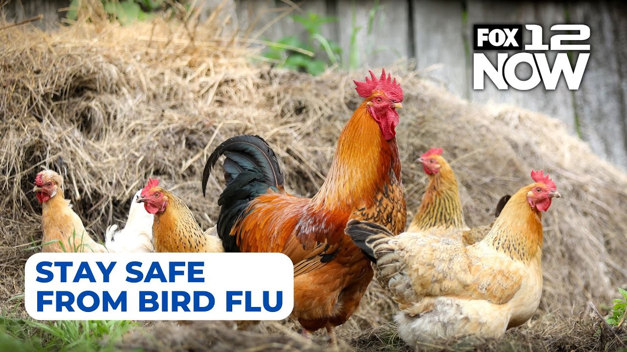 Oregon health officials share farm animal safety tips amid bird flu concerns - YouTube