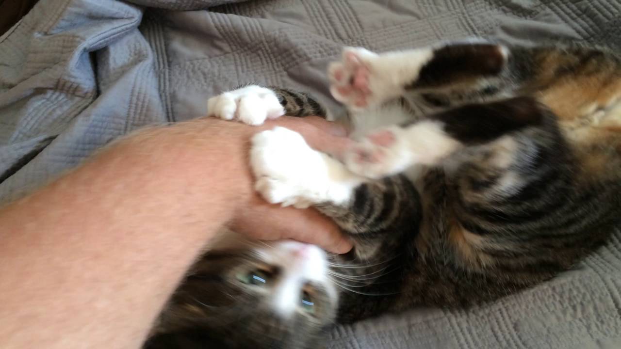 Cute Cats - Your Bitey-Love Is Painful... (playing with my cat Chica-Mo ...