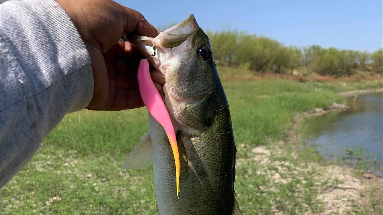 Tadpoles and Pink Flukes ? It’s Moving Bait Season ! 🔥 - YouTube
