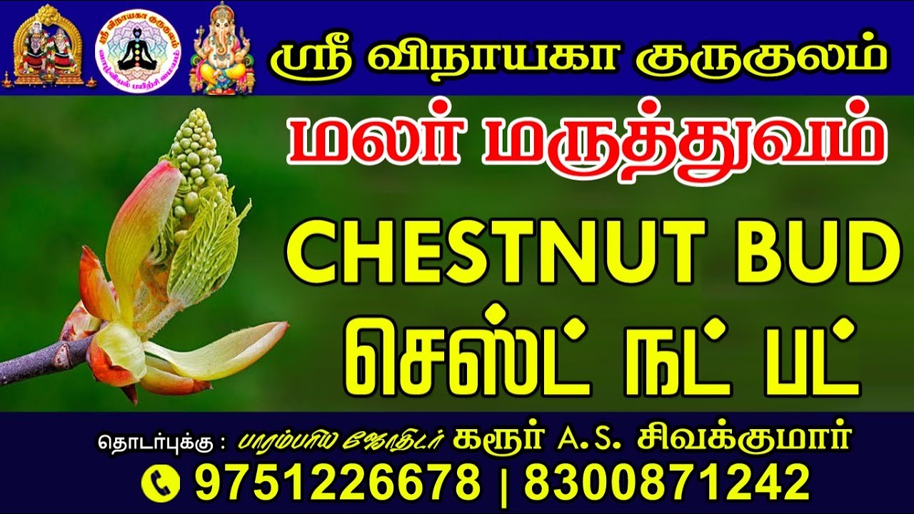 chestnut but செஸ்ட் நட் பட் மலர்மருத்துவம் chestnut but பிரச்சனைகளுக்கு ...